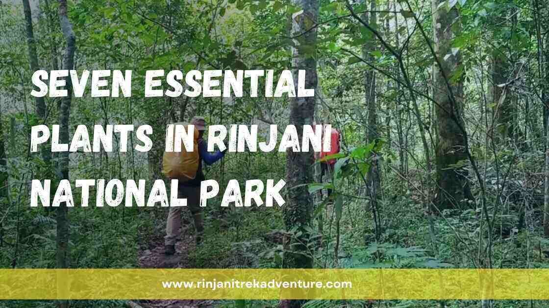 Seven Essential Plants in Rinjani National Park